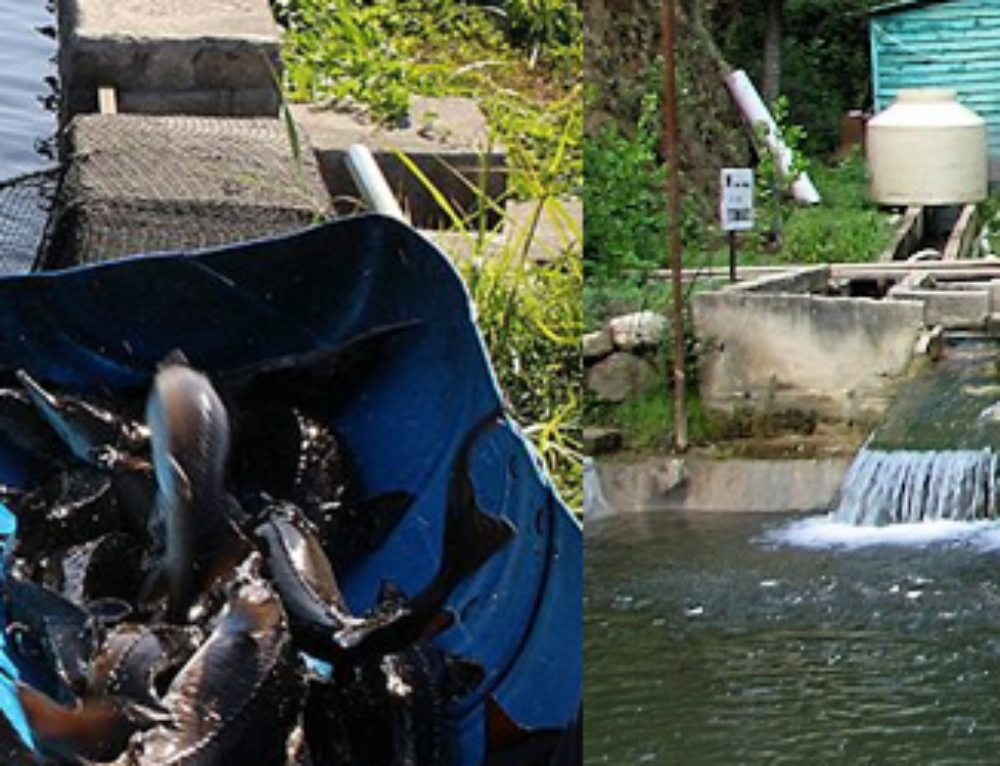 How To Calculate Fish Stocking Density - Cavendish International