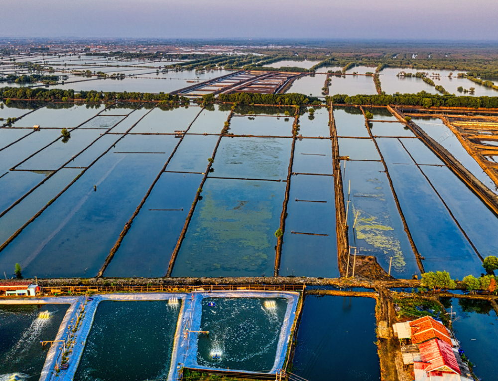 How To Calculate Fish Stocking Density - Cavendish International